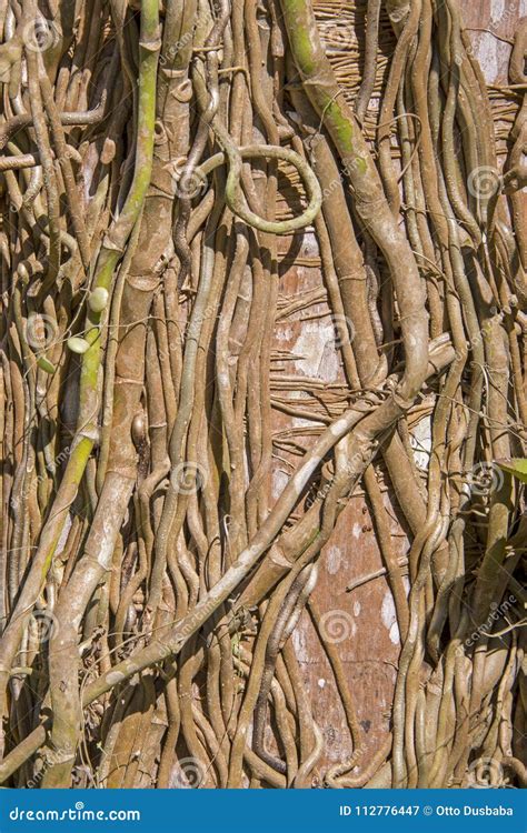 Roots And Vines Around Tree Stock Image Image Of Environment Nature 112776447