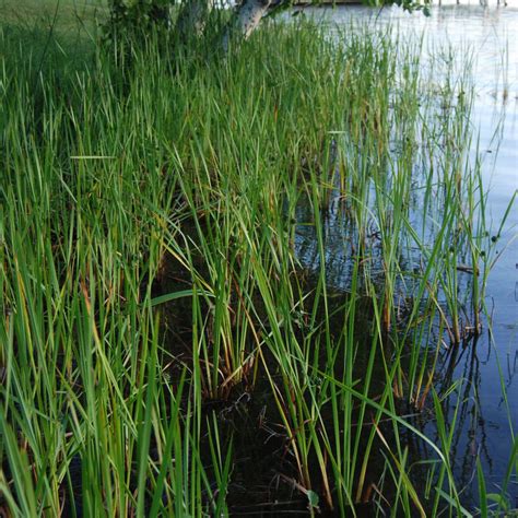 Mn Native Bur Reed Plants Natural Shore Technologies