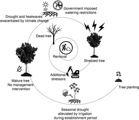 A Conceptual Example Of The Tree Mortality Spiral Of Urban Tree Failure Download Scientific