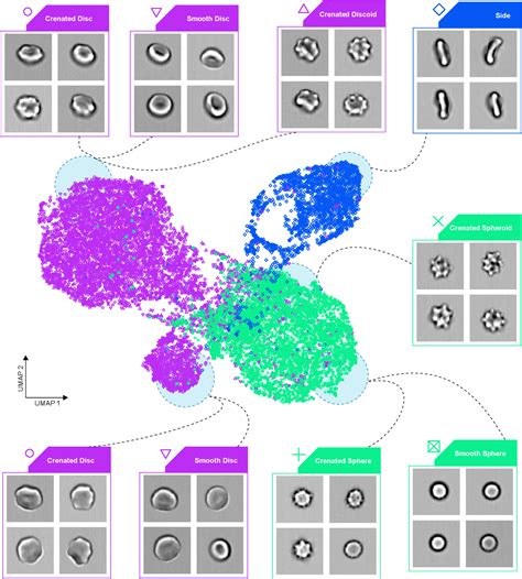 Flow Cytometry Umap At Brenda Santo Blog