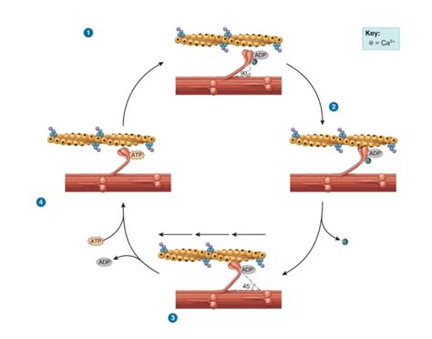 Steps Of The Contraction Cycle Quiz