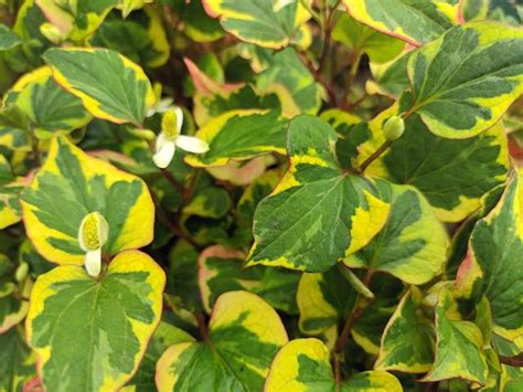 Biosfera Vegetal Artofit