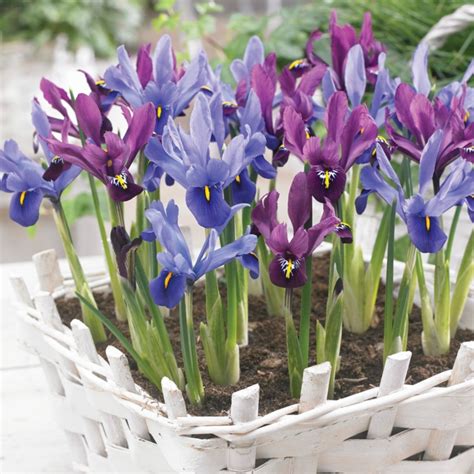 Dwarf Iris Van Zyverden