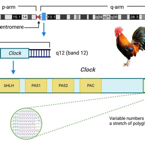 Depiction Of The Clock Gene Ncbi Gene Id 9575 And Its Variable