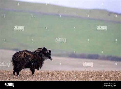 Wild Goat Capra Aegagrus Hircus On Stubble Field Cheviot Hills