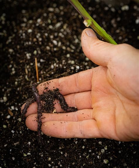 The Sweetgrass Method Organic Living Soil Craft Cannabis