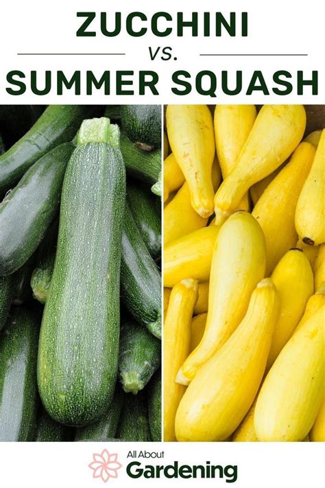 Zucchini Vs Summer Squash Are They The Same Whats The Difference