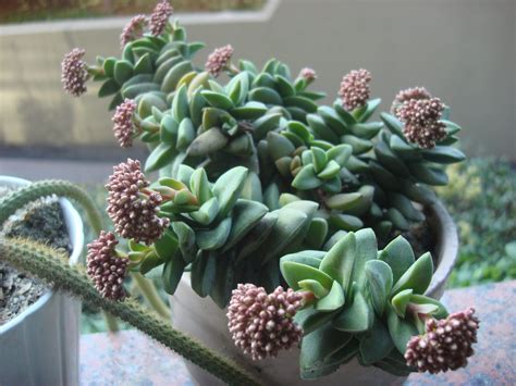 The Slow Growing Succulent Crassula Springtime Succulent City