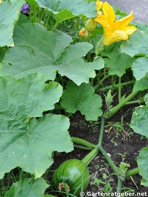 Kürbis (Cucurbita) › Pflege: Pflanzen, Düngen & Schnitt