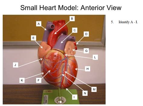 Bio202 Lab Practical 2 Heart Images 4 Diagram Quizlet