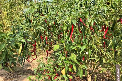 The 11 Easiest Vegetables To Grow For Beginners Geeky Greenhouse