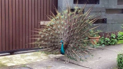 Peacocks And Other Birds You Can Actually Keep As Pets In Singapore