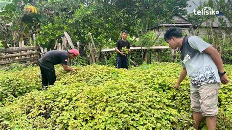 Warga Muna Barat Panen Cuan Bisnis Nilam yang Menggiurkan - telisik.id