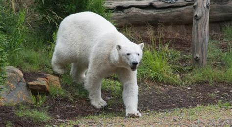 Polar Bear North Carolina Zoo