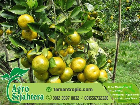 Jual Bibit Jeruk Chokun Tamantropis