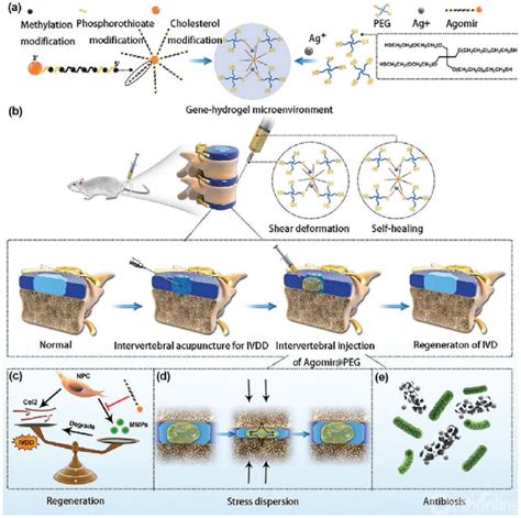 苏佳灿教授团队聚焦水凝胶，连续发表五篇国际高影响力期刊论文 学术园地
