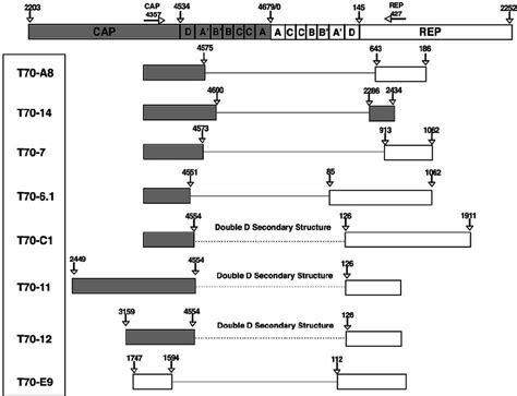 Schematic Of Aav Aav Junctions Isolated Following Lam Pcr A Complete