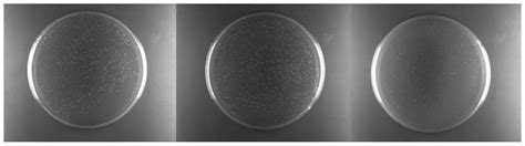 Water Soluble Conjugated Polymer With Antibacterial And Antiviral