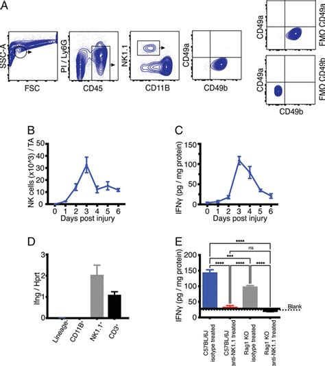 Nk Cells And T Cells Are The Lone Producers Of Ifnγ Following Muscle Download Scientific