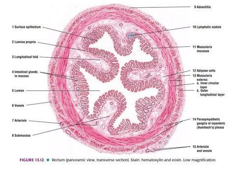 Histology Of Digestive System 3 Pdf
