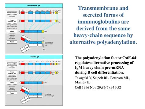 Ppt Polyadenylation Powerpoint Presentation Free Download Id1286195
