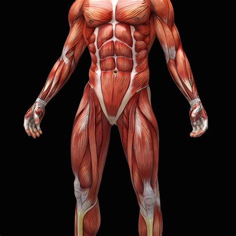Muscles Name In Human Body Human Arm Muscle Diagram Of Arm Muscles
