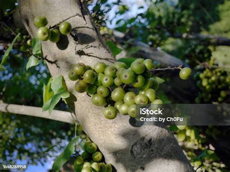 열대 우림의 figowiec 그로니아스티 나무 또는 ficus racemosa 나무에 있는 클러스터 무화과의 신선한 녹색 과일의