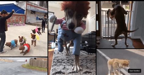 Giphy Js Components Forked Codesandbox