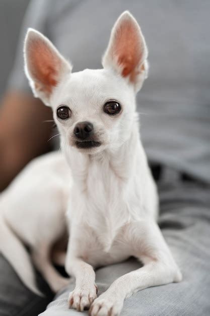 Chiwawa Blanco Too Cute To Handle Sweet Face Sweet Heart ♥