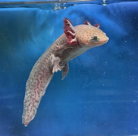 Breeding Axolotls Your Guide To How To Care For And Breed To Egg Laying