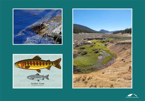 Restoration Round Up Kern Plateau Sustainable Conservation