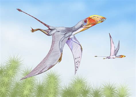 Dimorphodon Jurassic Park Wiki Fandom