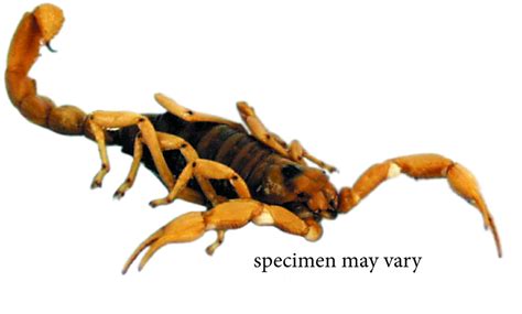 Download Striped Scorpion Specimenpng