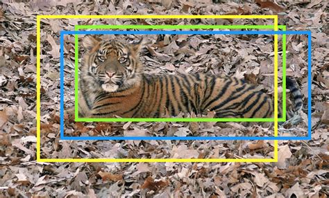 Tiger Localization Example With Three Different Bounding Box