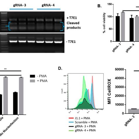 Mismatch Mutagenesis Cellular Cytotoxicity And Ros Production In J1 1 Download Scientific