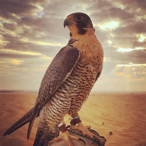 Falcon Birds Of Prey Bird Hunting Prey