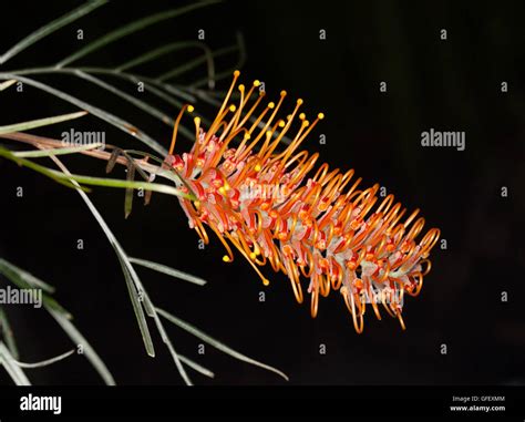 Orange Tree Flowers Queensland Australia Hi Res Stock Photography And Images Alamy