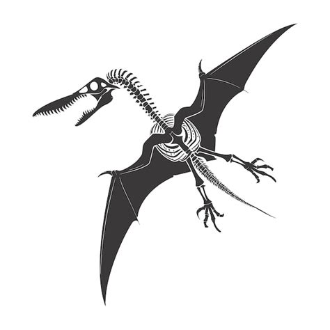 Premium Vector Silhouette Dinosaur Pterodactyl Skeleton Black Color Only