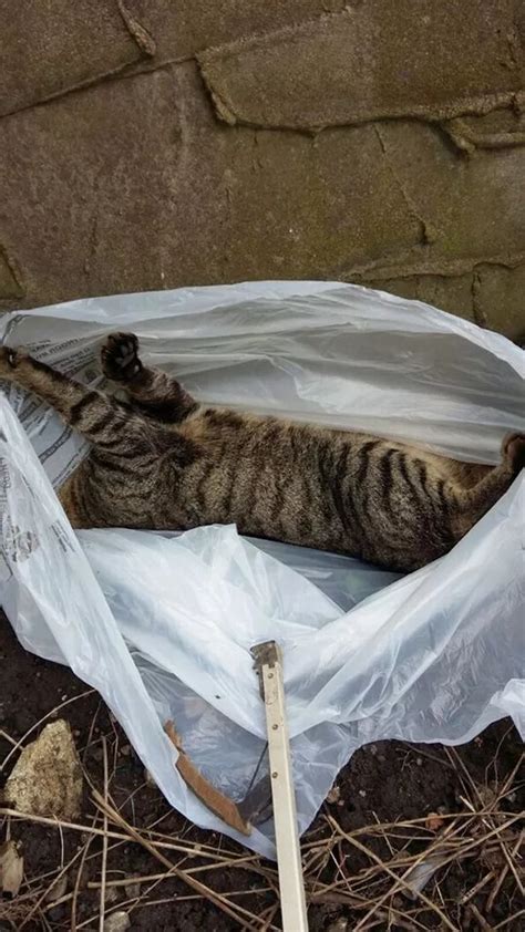 Dead Cat Found Callously Dumped In A Plastic Bag In Pure Evil Act