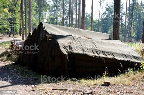 나무 껍질 딱정벌레 재앙으로 인한 삼림 벌채 자연 딱따구리 보호가 실패했으며 광산 기계는 수확기 톱에 탑승해야합니다 아픈 나무를