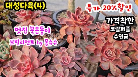 대성다육4 묵은둥이 몽슈슈 브릴리언트 가격착한 수연금 웨스트레인보우 코랄퍼플 Youtube
