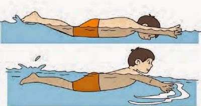 Renang Gaya Dada Dan Gaya Punggung