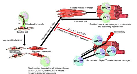Interactions Between Macrophages And Satellite Myogenic Precursor Cells Download Scientific