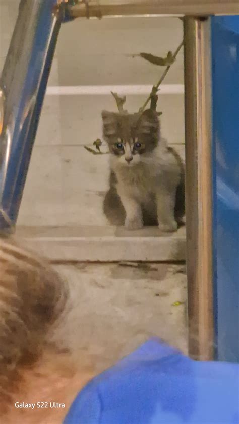 Котенок ищет дом Пикабу