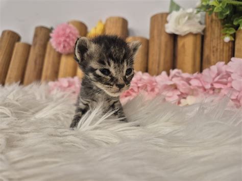 코리안숏헤어 꽁치 엑조틱크기 터키시앙고라크기 페르시안크기 하이랜드폴드크기 애완견크기 반려견크기 소형견무료입양사이트 중형견무료입양