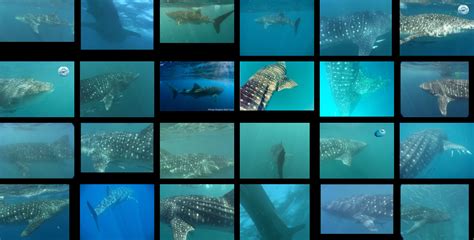 Recommended Datasets Wildlife Datasets
