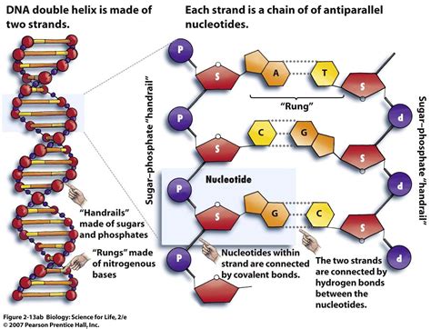 Diagram A Simple Dna Structure And Label Its Parts Dna Stran