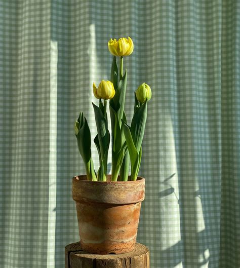 제니가든ᴶᴱᴺᴺᵞᴳᴬᴿᴰᴱᴺ🪴 🪴 베란다에 요정이 다녀간 걸까요 3일 만에 보는 식물들의 변화가 놀라워요💚 20250324 홈가드닝 봄날 베란다정원 플랜