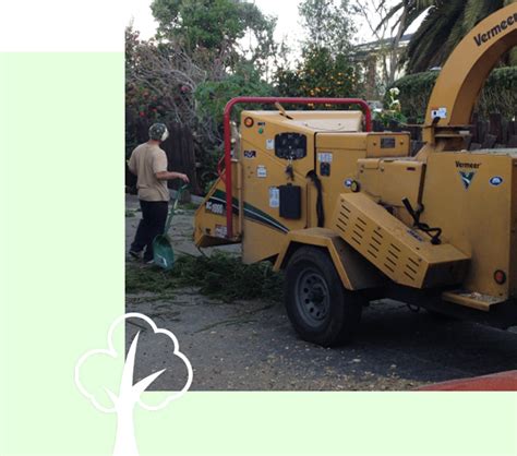Tree Removal Services Rodney Glenfield Auckland