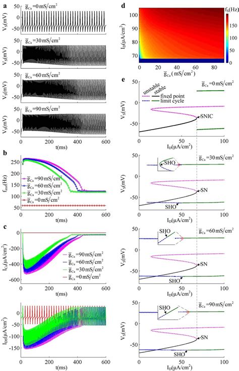 Effects Of Varying Ca 2 Conductance On Spike Initiating Dynamics Download Scientific Diagram